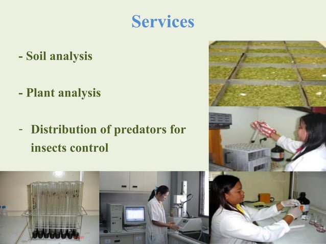 Dr. Prapit Wongtiem. Rayong field crops research center | PPT | Asia ...