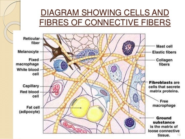 connective tissue.