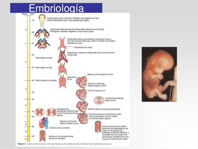 01. fisiologia circulacion neonatal