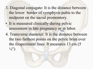 Female pelvis | PPTX