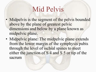 Female pelvis | PPTX