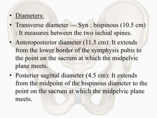 Female pelvis | PPT