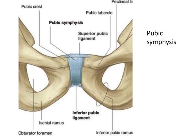 Superior Pubic Ligament