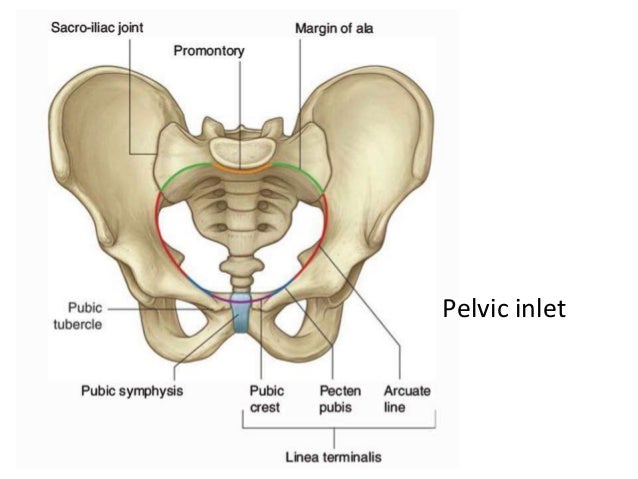 Female pelvis