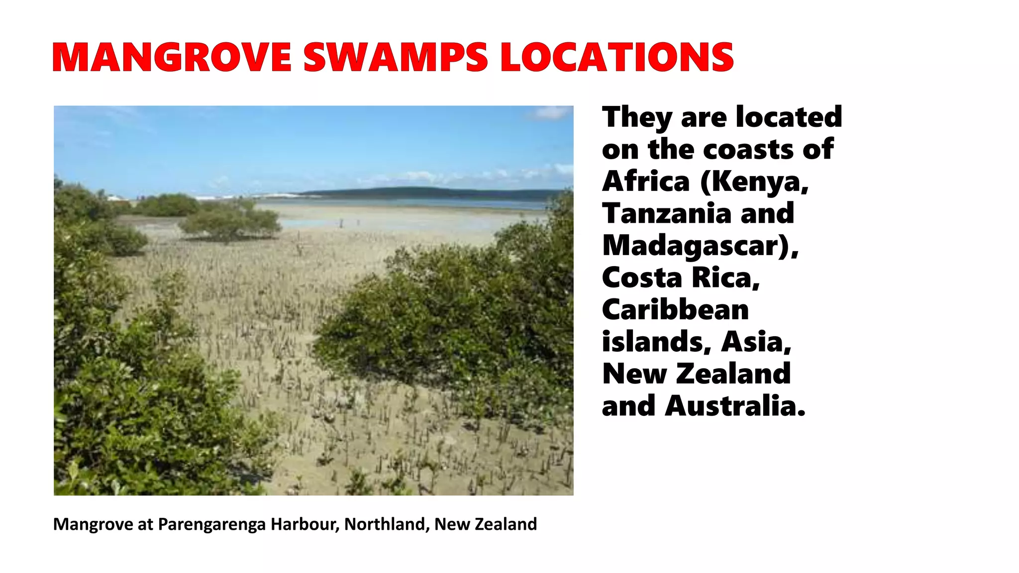 GEOGRAPHY IGCSE: MANGROVE SWAMPS HABITAT | PPTX