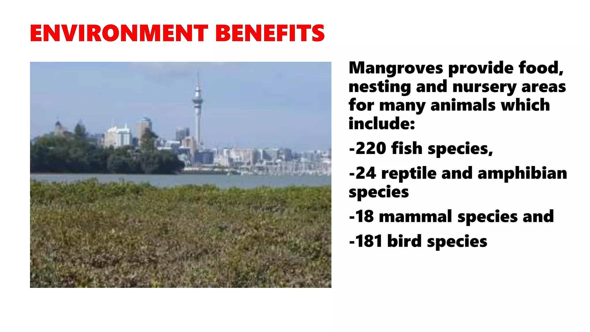 GEOGRAPHY IGCSE: MANGROVE SWAMPS HABITAT | PPTX