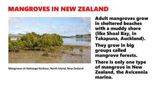GEOGRAPHY IGCSE: MANGROVE SWAMPS HABITAT | PPTX