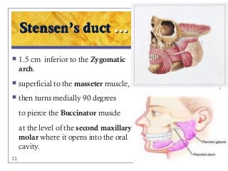01. salivary glands examinations | PPT