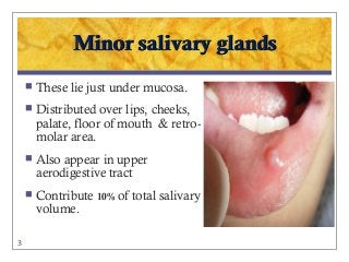 01. salivary glands examinations | PPT