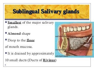 01. salivary glands examinations | PPT