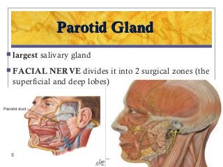 01. salivary glands examinations | PPT