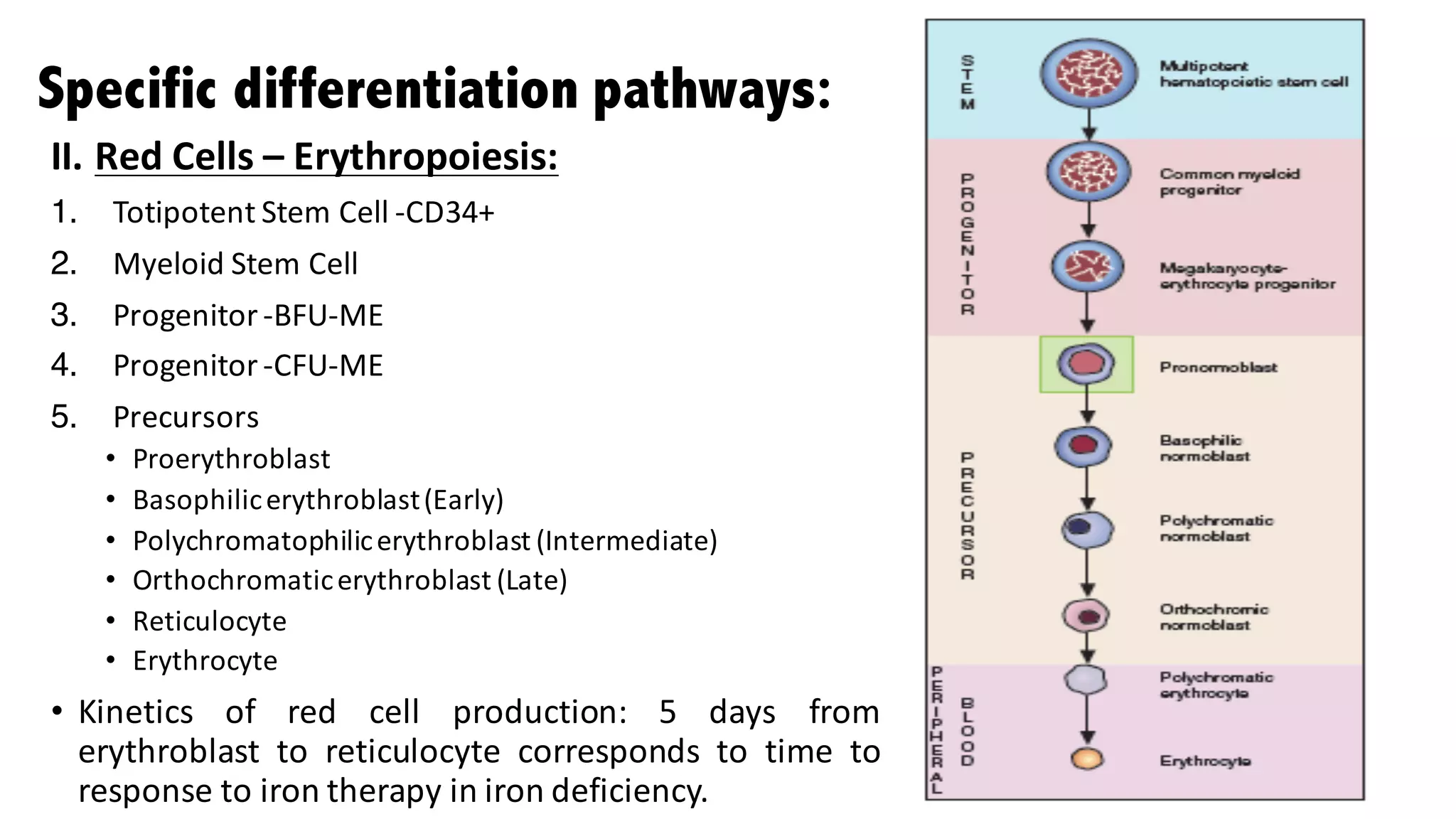 01. Hematopoiesis | PDF