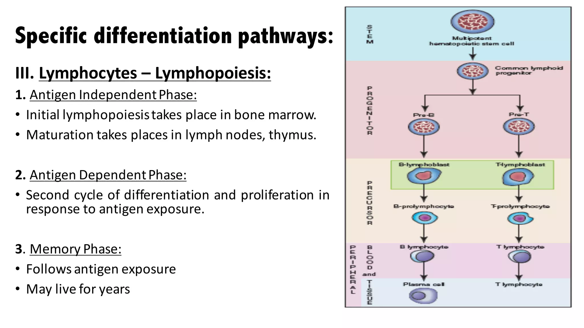 01. Hematopoiesis | PDF