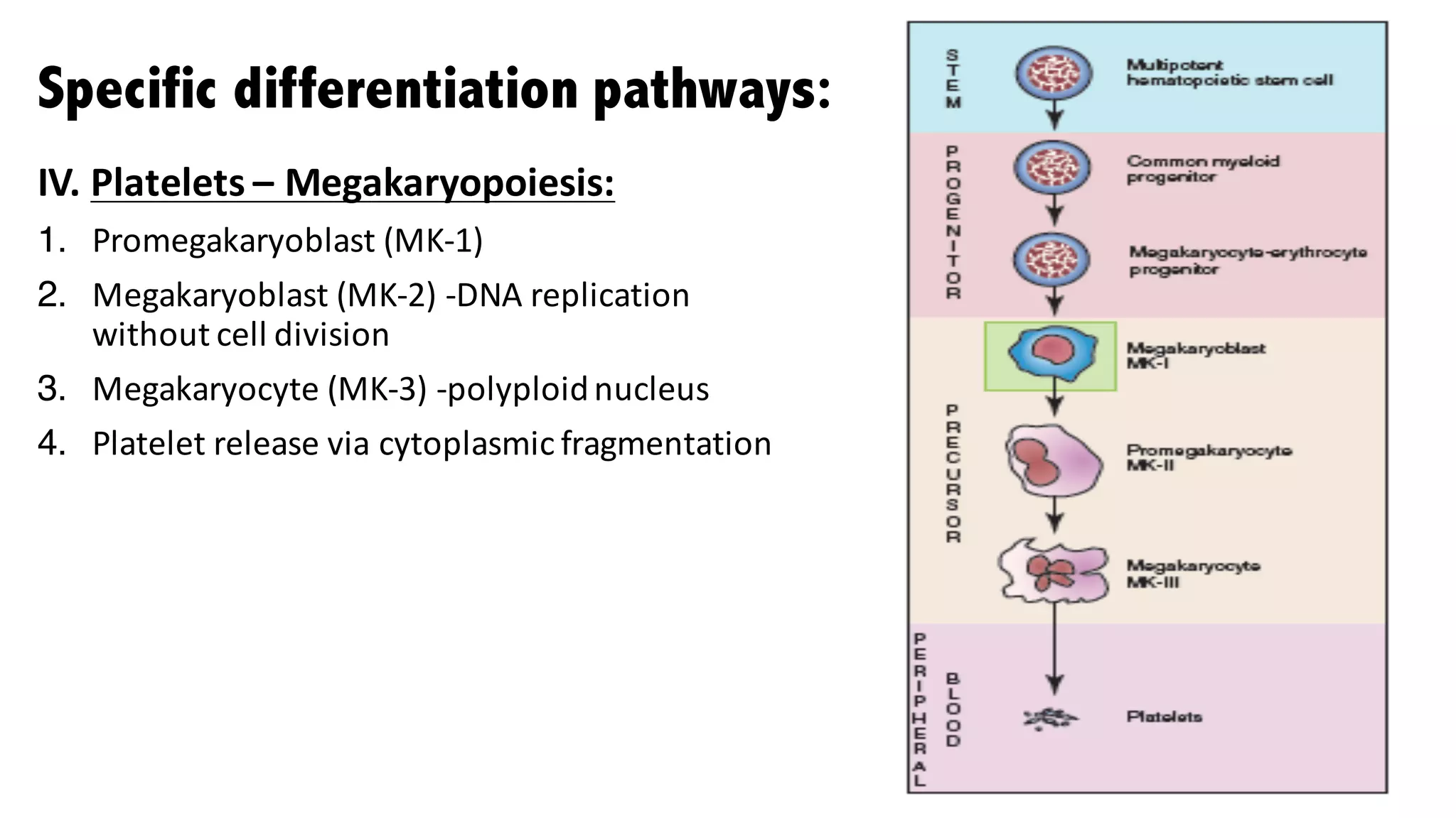 01. Hematopoiesis | PDF