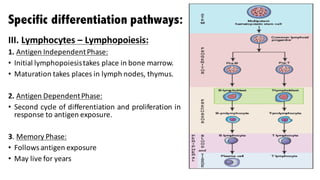 01. Hematopoiesis | PDF