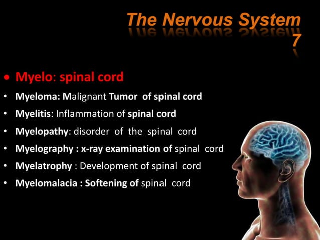 Terminology of Nervous System | PPTX | Brain and Nervous System ...