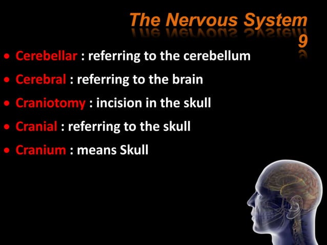 Terminology of Nervous System | PPTX | Brain and Nervous System ...