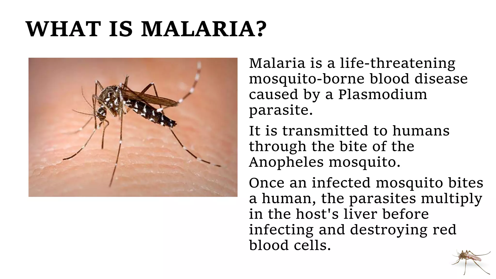 GEOGRAPHY NCEA LEVEL 2: MALARIA - SYMPTOMS, TREATMENT, PREVENTION | PPTX