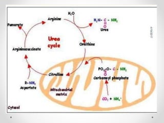 urea-Chemical Pathology | PPTX