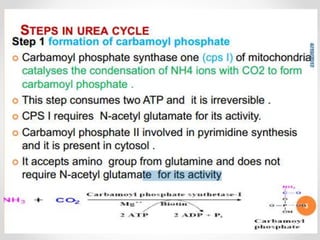 urea-Chemical Pathology | PPTX