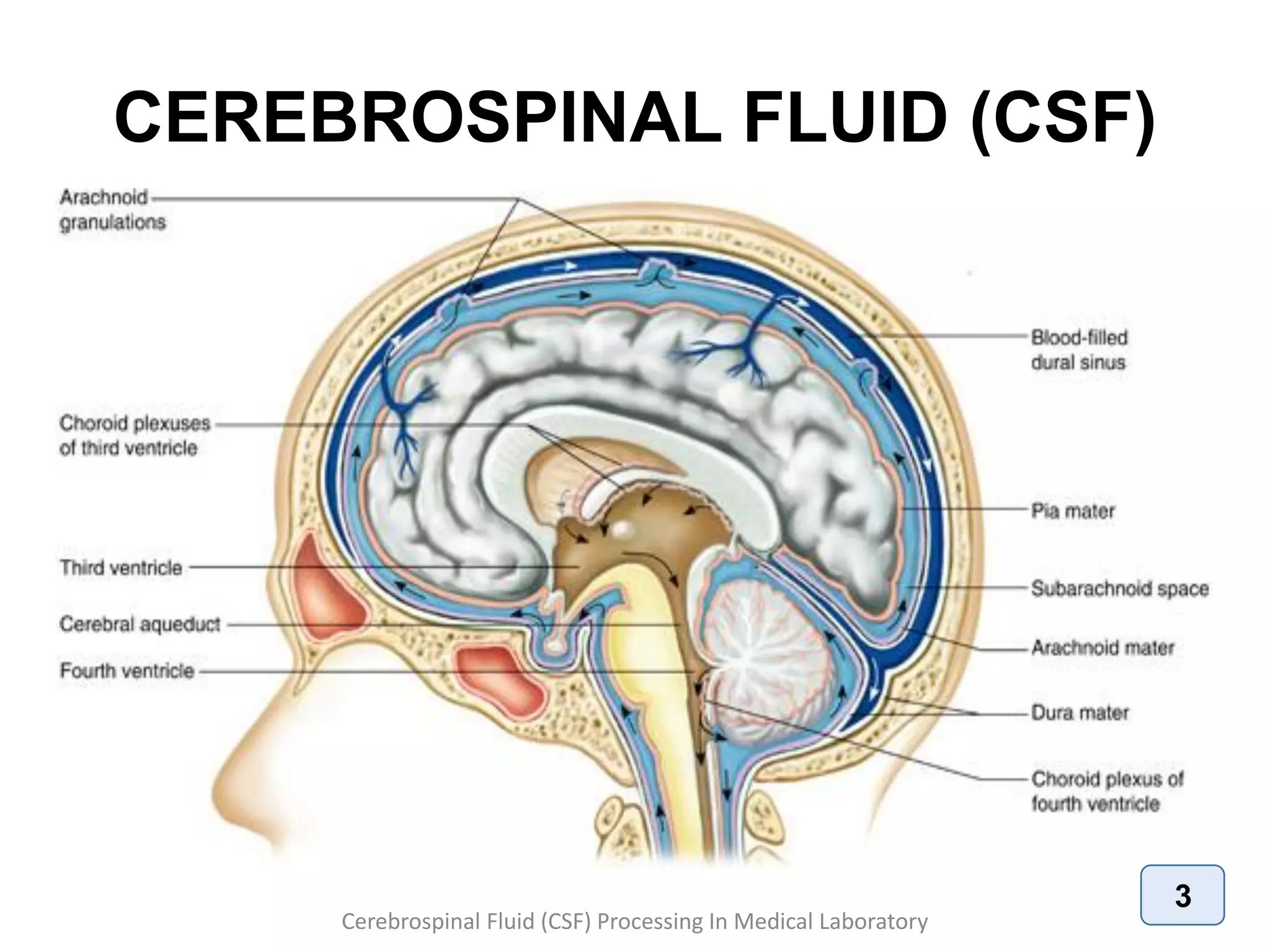 CSF processing in medical laboratory (01) | PDF
