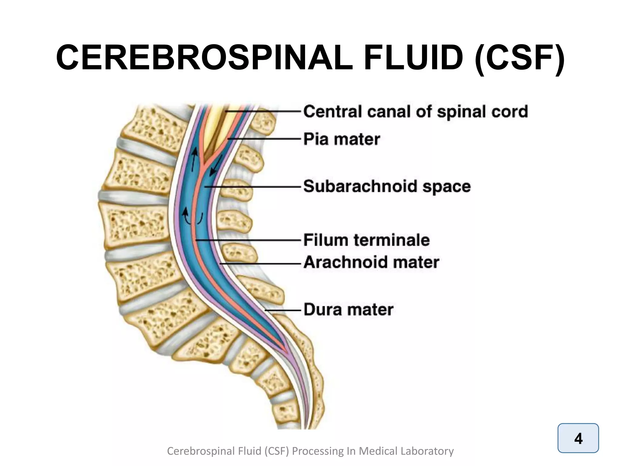 CSF processing in medical laboratory (01) | PDF