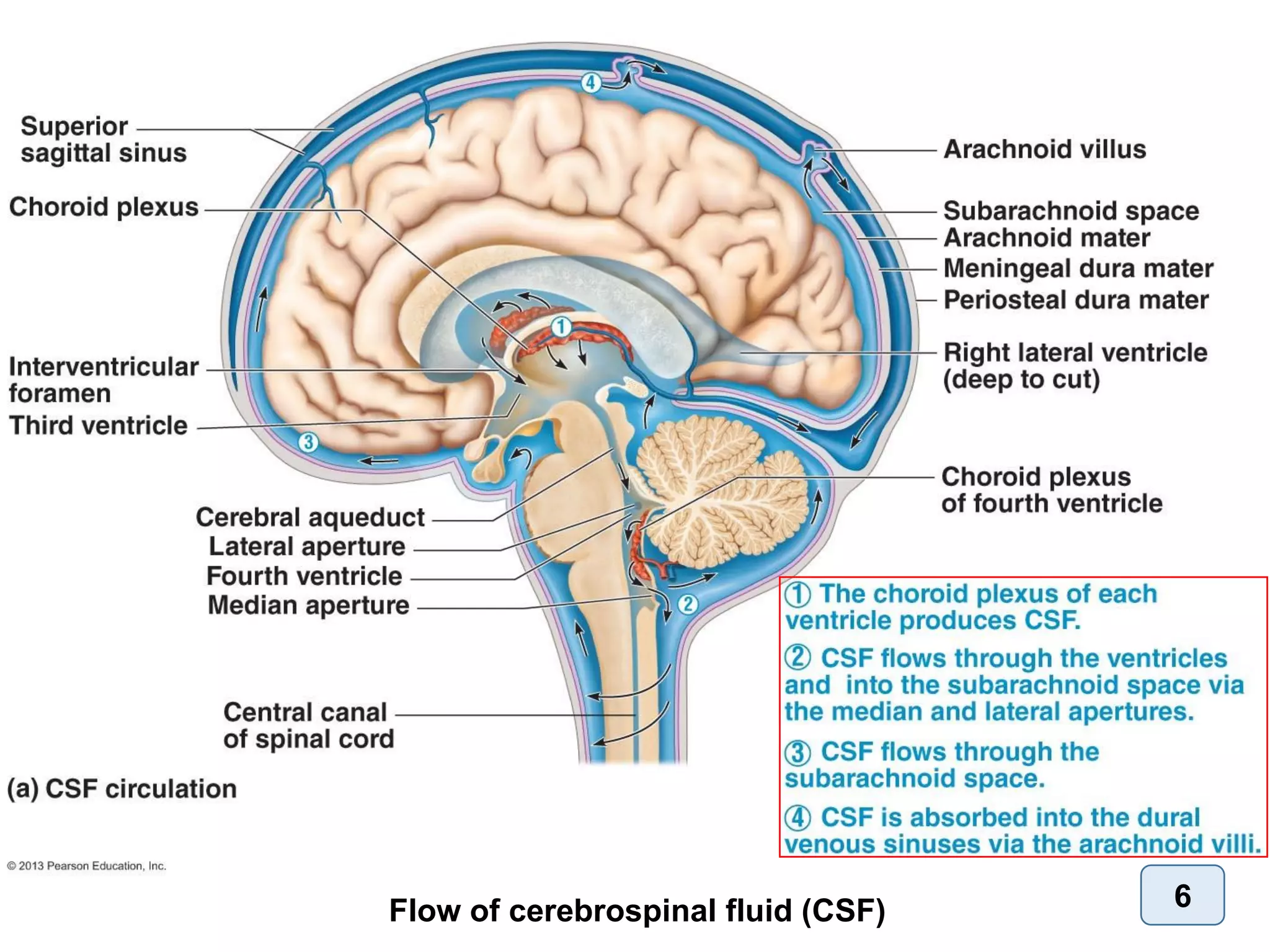 CSF processing in medical laboratory (01) | PDF