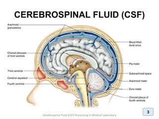 CSF processing in medical laboratory (01) | PDF