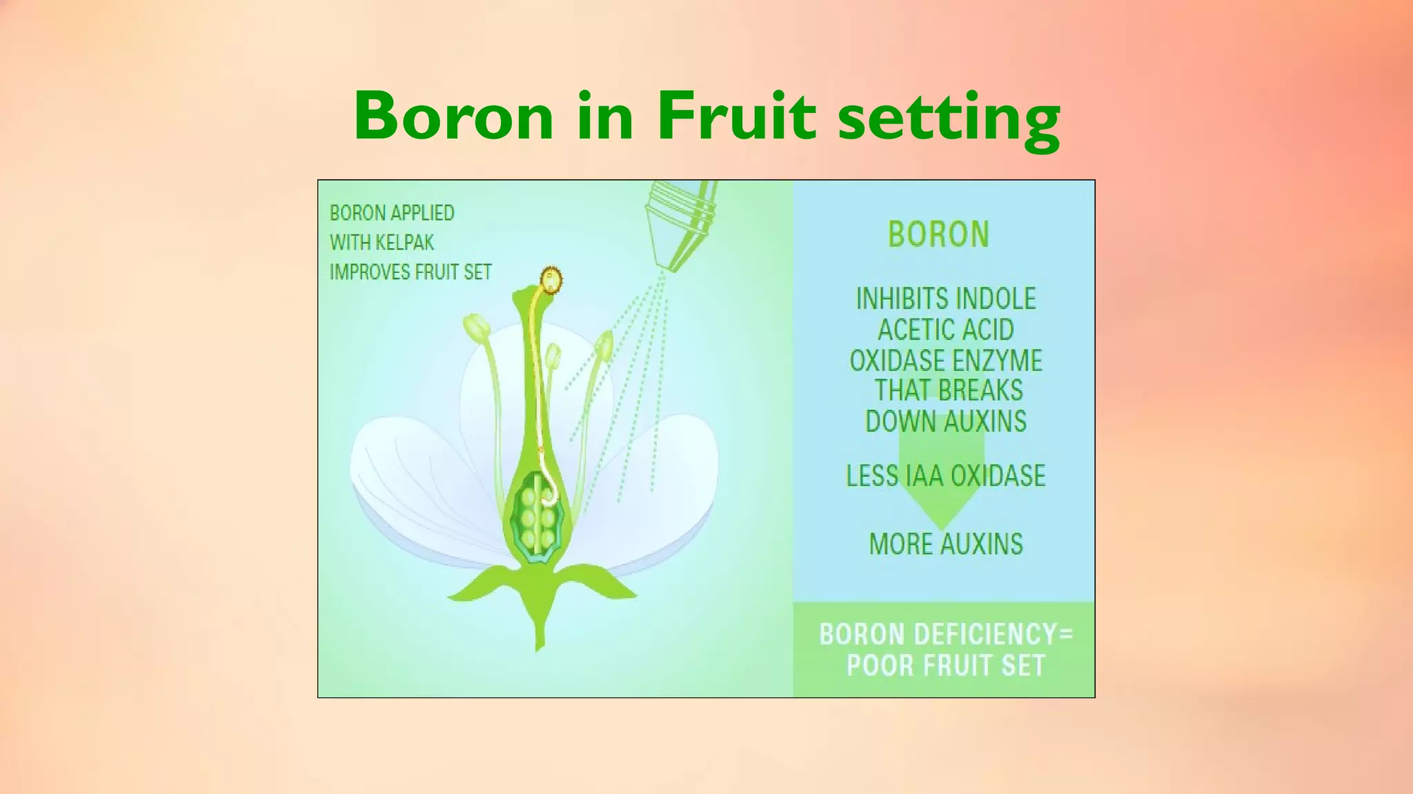 Fruit set, growth & developmental stages of various fruits | PPT