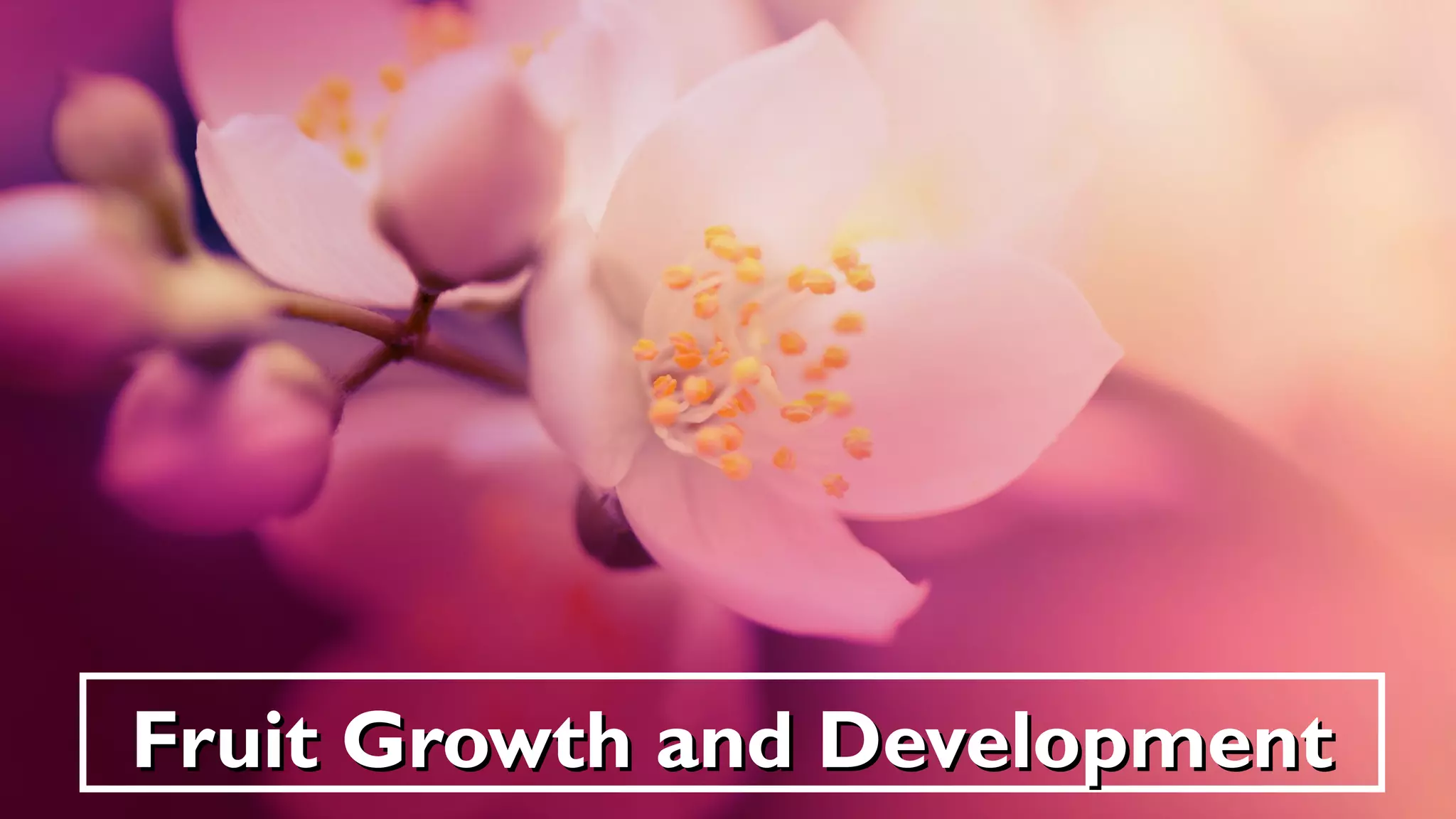 Fruit set, growth & developmental stages of various fruits | PPT