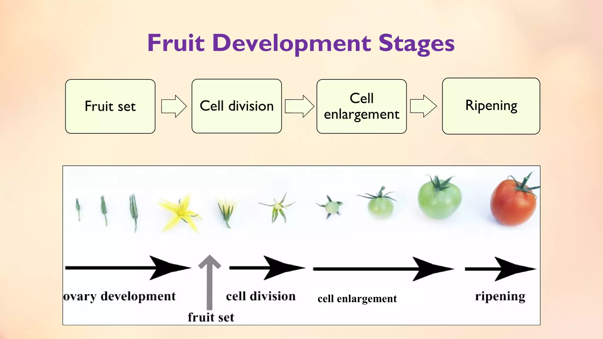 Fruit set, growth & developmental stages of various fruits | PPT