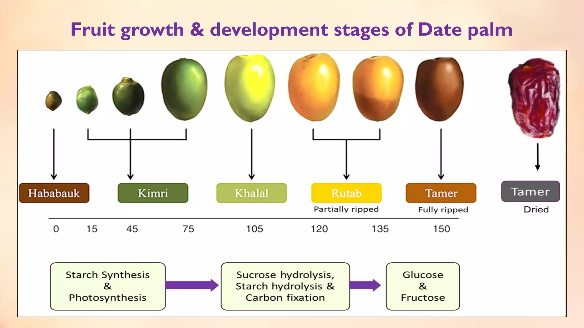Fruit set, growth & developmental stages of various fruits | PPT