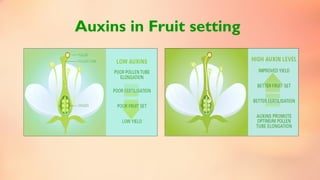 Fruit set, growth & developmental stages of various fruits | PPT