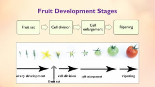 Fruit set, growth & developmental stages of various fruits | PPT