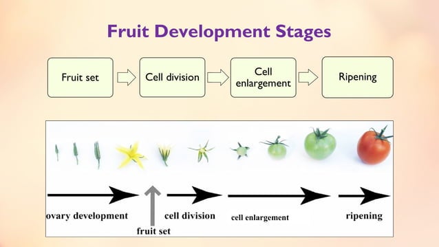 Fruit set, growth & developmental stages of various fruits | PPT ...