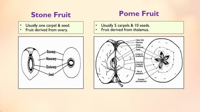Fruit set, growth & developmental stages of various fruits | PPT ...
