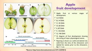 Fruit set, growth & developmental stages of various fruits | PPT