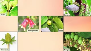 Fruit set, growth & developmental stages of various fruits | PPT
