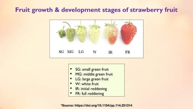 Fruit set, growth & developmental stages of various fruits | PPT ...