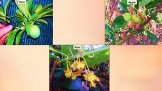 Fruit set, growth & developmental stages of various fruits | PPT