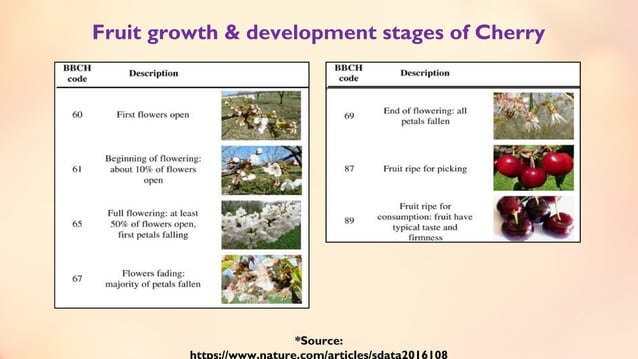 Fruit set, growth & developmental stages of various fruits | PPT ...