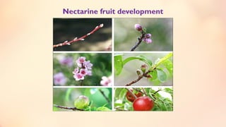 Fruit set, growth & developmental stages of various fruits | PPT