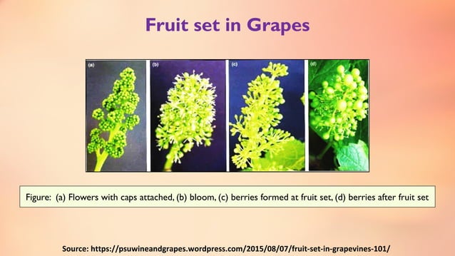 Fruit set, growth & developmental stages of various fruits | PPT ...