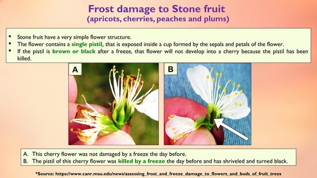 Fruit set, growth & developmental stages of various fruits | PPT ...