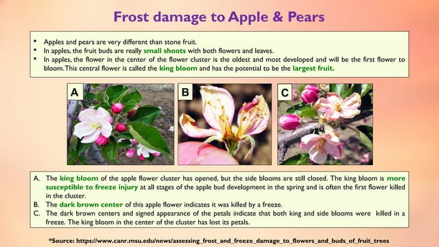 Fruit set, growth & developmental stages of various fruits | PPT ...