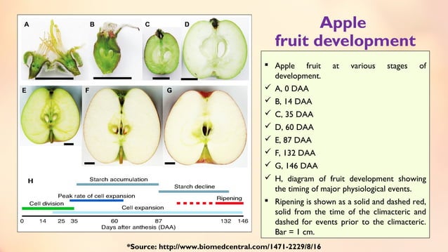 Fruit set, growth & developmental stages of various fruits