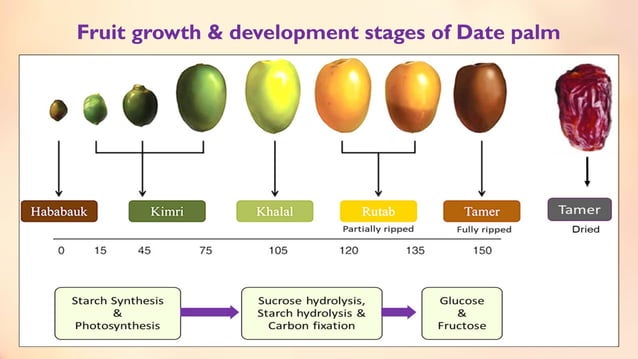 Fruit set, growth & developmental stages of various fruits