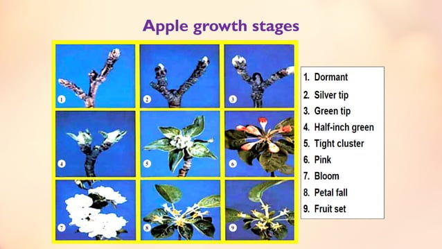 Fruit set, growth & developmental stages of various fruits