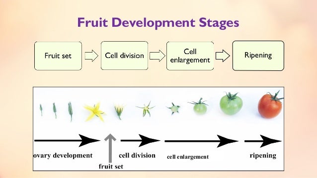Fruit set, growth & developmental stages of various fruits