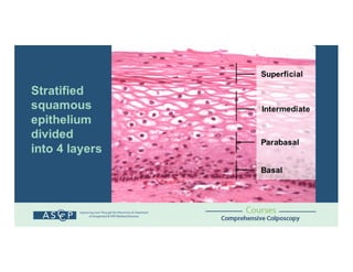 01. the normal cervix | PDF